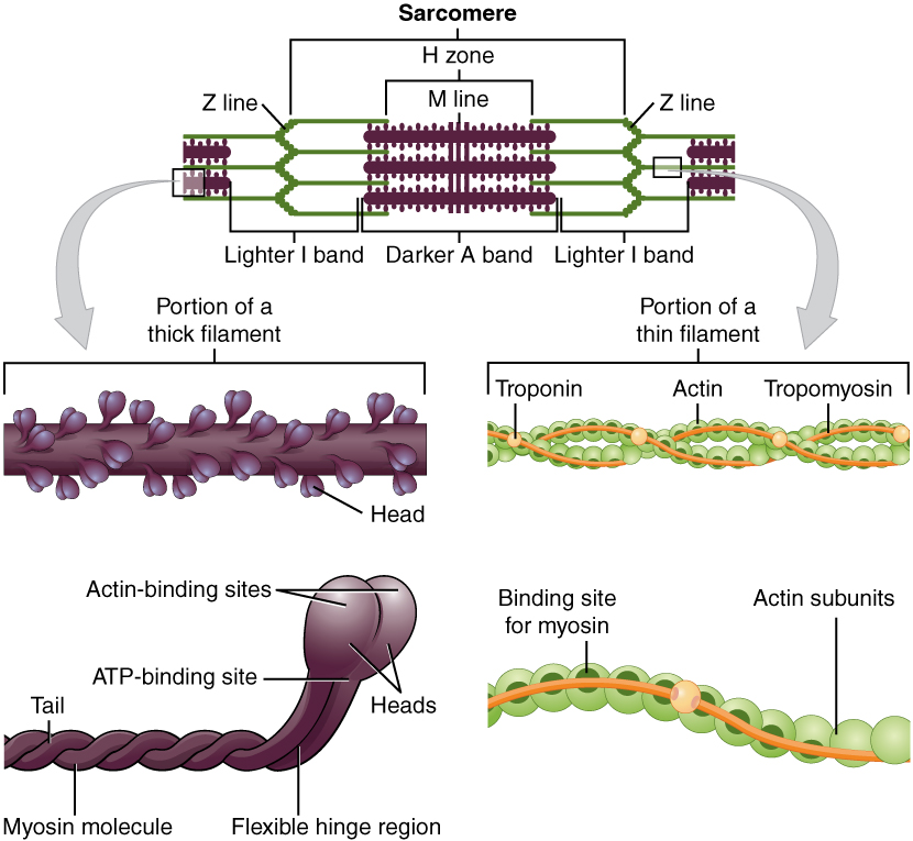 10 2 Skeletal Muscle Anatomy And Physiology