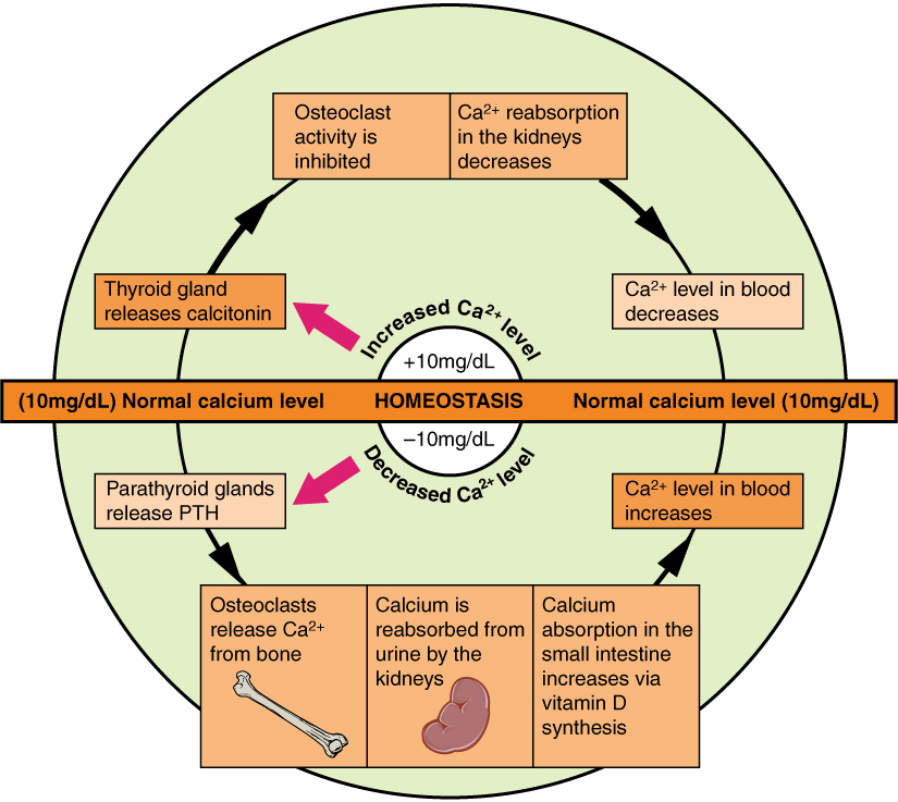 6 7 Calcium Homeostasis Interactions Of The Skeletal System And Other 